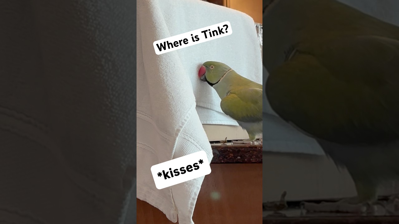 Will he get Tink’s attention? 😆 #talkingbird #talkingparrot #family #funnyanimals #birds #parrot