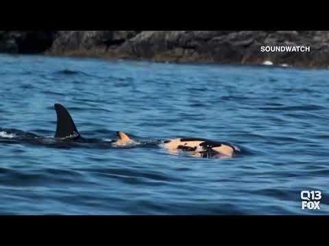 The Snake And The Whale – Trailer -Wyoming International Film Festival 2025