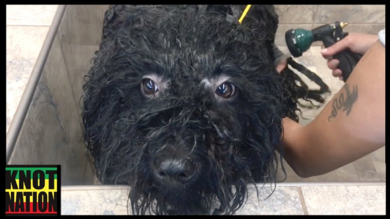 Ziggy The Puli Gets Bathed