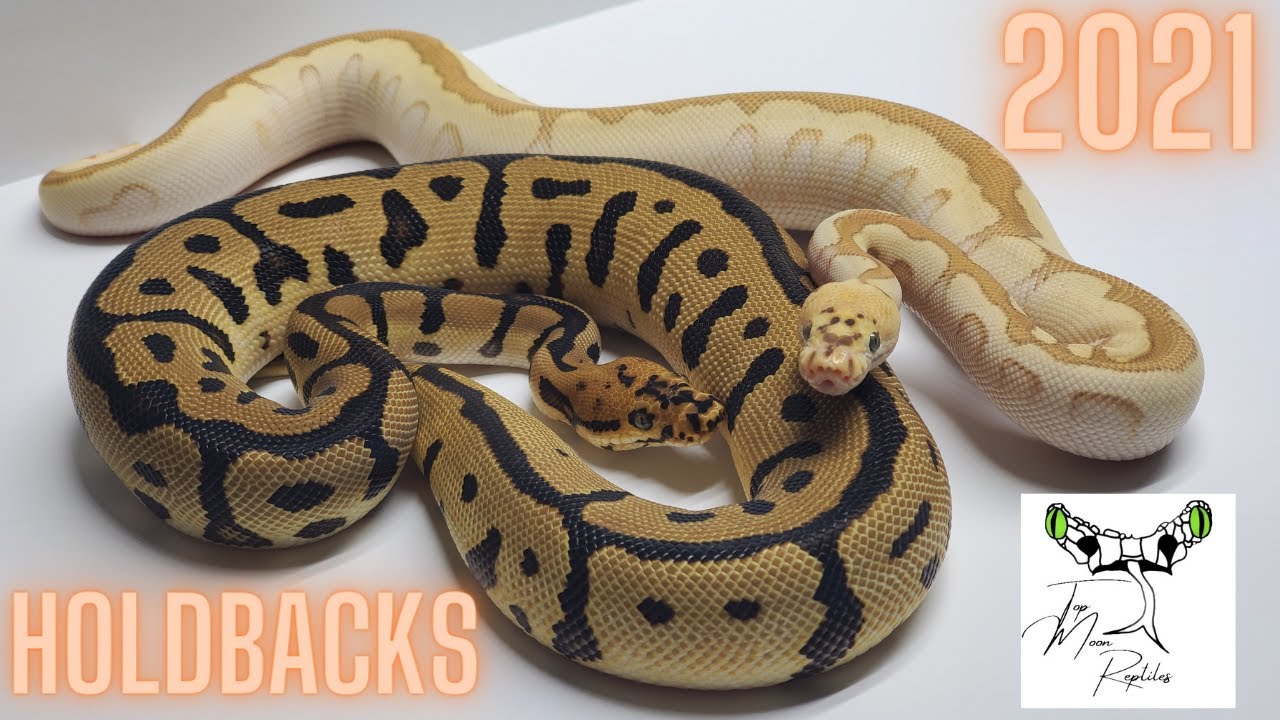 Ball Python Holdbacks from 2021