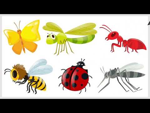 Learn the Names of Insects in Japanese