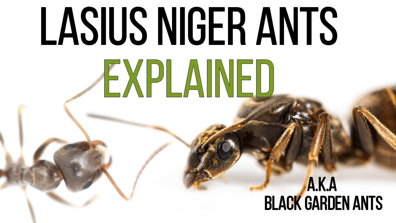 Everything you have to know about Lasius niger ants!