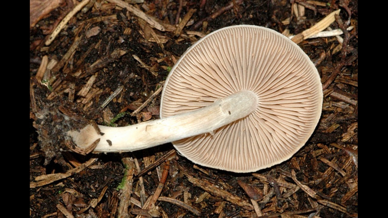 Hebeloma mesophaeum