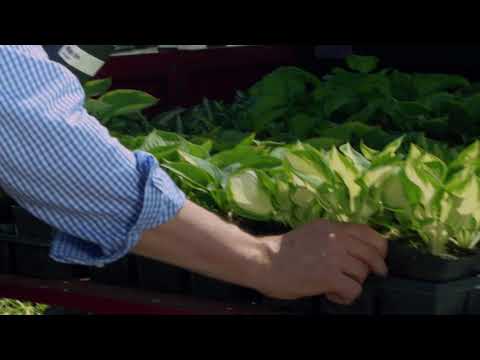 P. Allen Smith Presents: Hosta