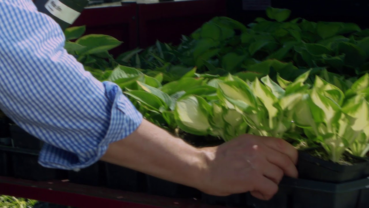 P. Allen Smith Presents: Hosta