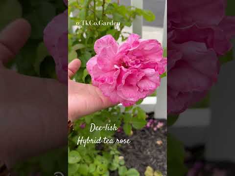 Dee-lish hybrid tea rose in Zone 7a. #rose #hybridtearose #fragrantrose #TkCoGarden