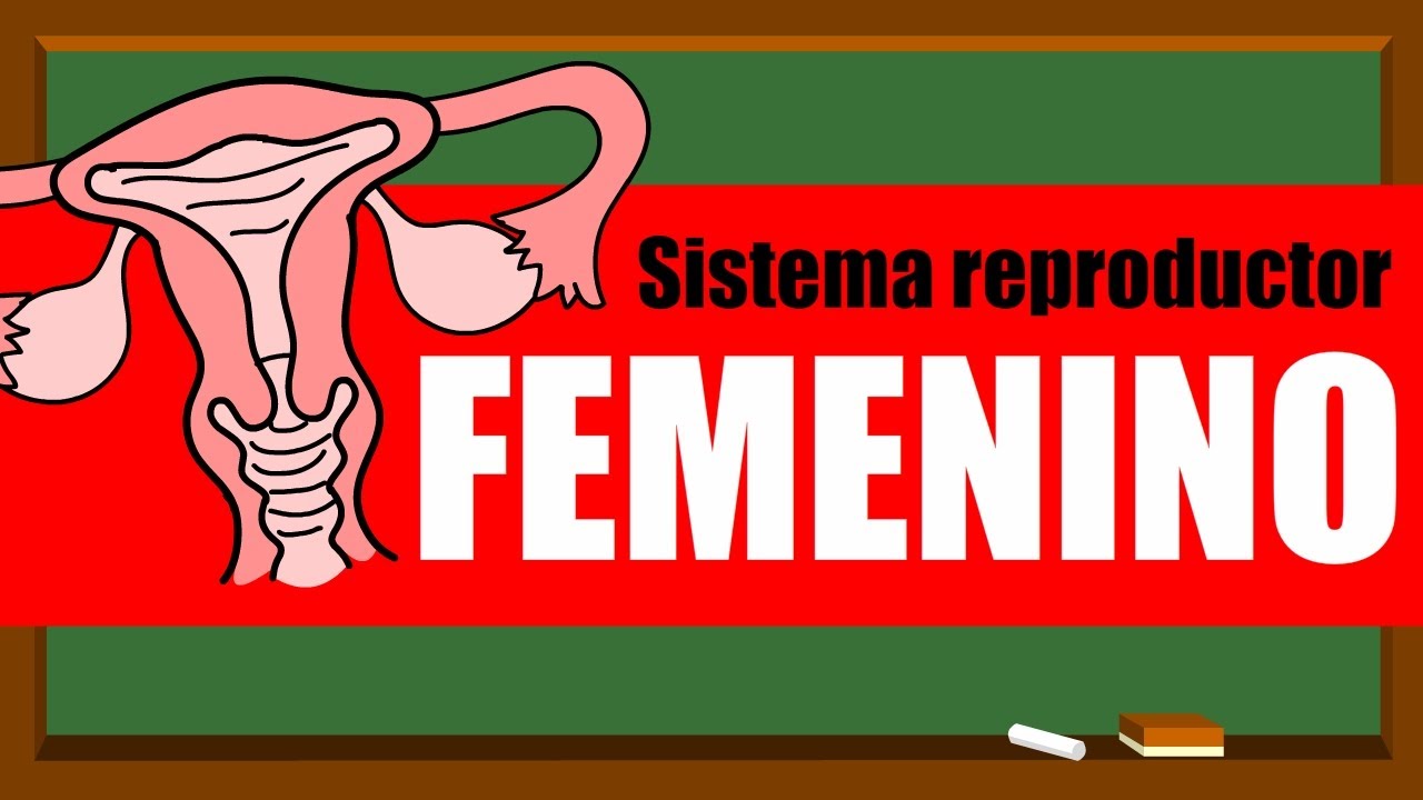 🌸FEMALE REPRODUCTIVE SYSTEM 👩‍🦰❤🌸 Internal organs