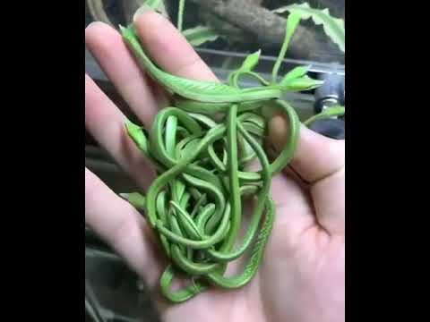 🐍 Grape snakes come in two colors The green species inhabit areas of tropical forests, while the gr