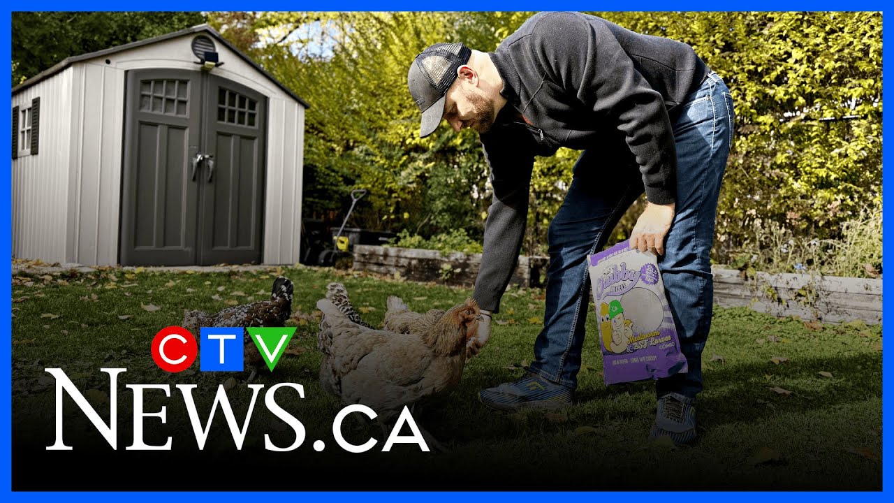 Should Cambridge allow backyard chickens?