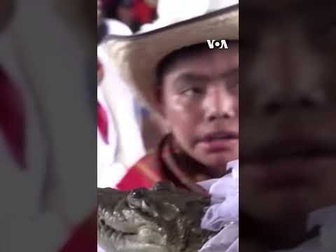 Mexican Mayor Weds Crocodile in Age-Old Ritual #shorts | VOA News