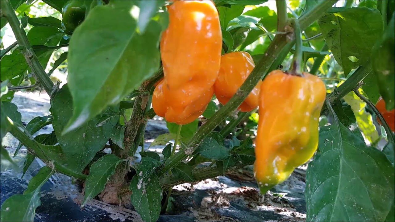 Pick A Pepper A Survey of Pepper Varieties