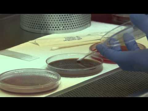 Carolina College Medical Laboratory Science