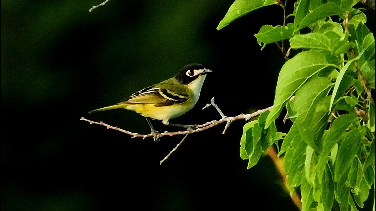 Black-capped Vireos - Pat O'Neil Bird ID's