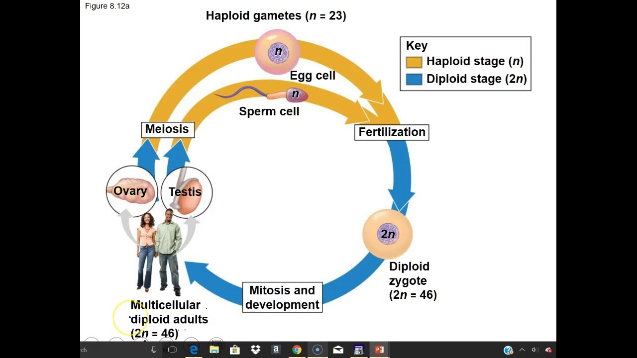 BIOL 1408 - Ch 8.11 - 8.23 - 11/1/17