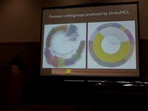 GitHub - biologyguy/RD-MCL: Recursive Dynamic Markov clustering