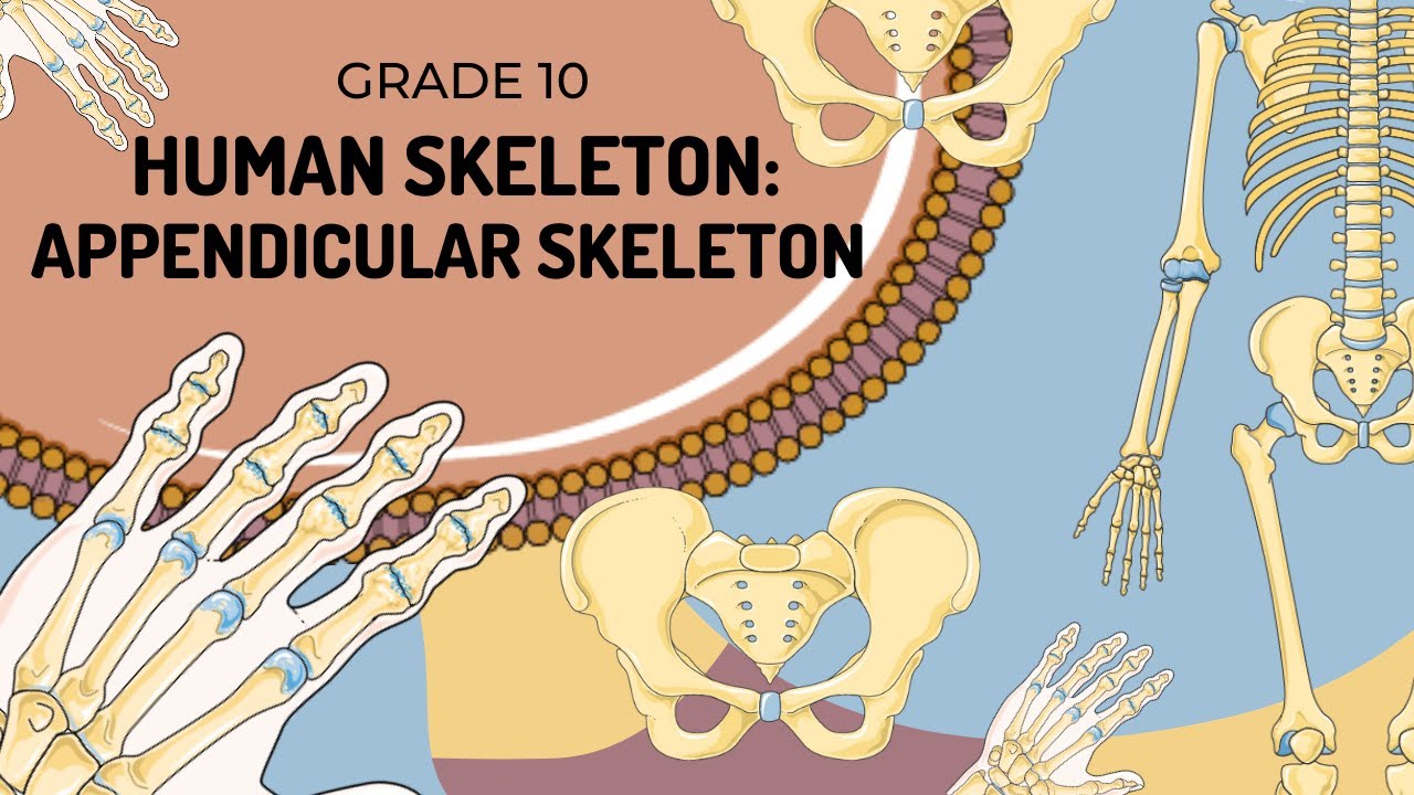 Human Skeleton | APPENDICULAR SKELETON