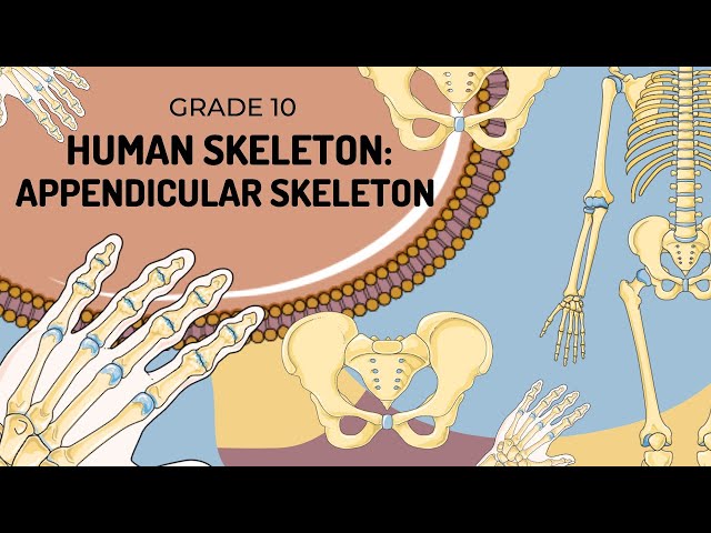 Understanding the Appendicular Skeleton: Features and Functions | Galaxy