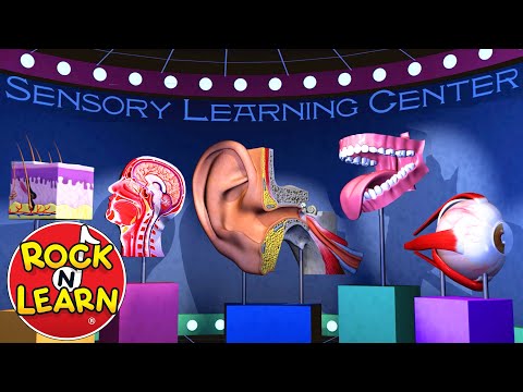The Five Senses for Kids | Sight, Taste, Smell, Hearing, and Touch