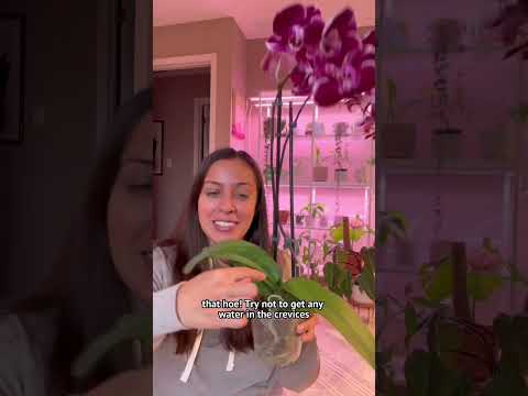 How I take care of my orchids #orchidcare #plantcaretips #orchidblooms #loveplants