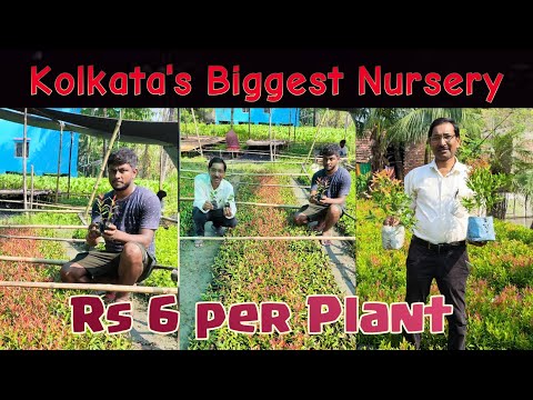Kolkata's Biggest Wholesale Plant Nursery. You will be Surprised to See the prices of the plants