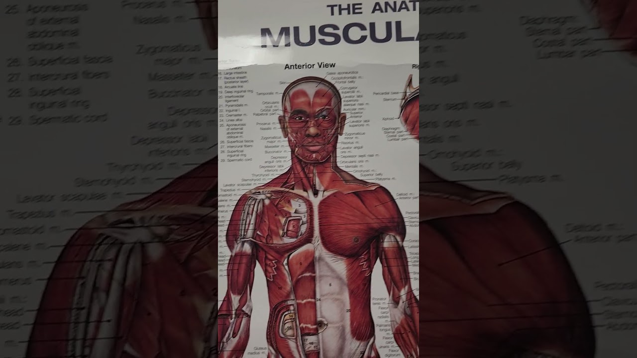 The Muscular System Anatomical Chart Laminated , Nursery