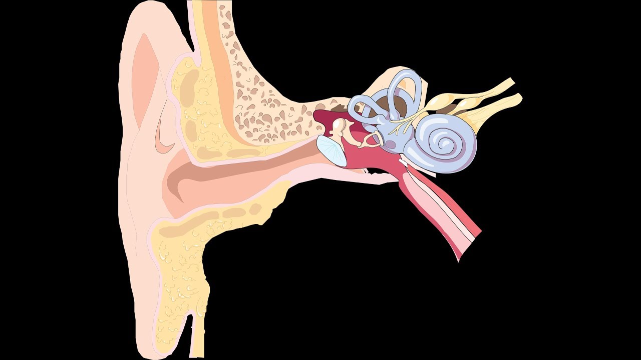 Special Senses Review Anatomy and Physiology