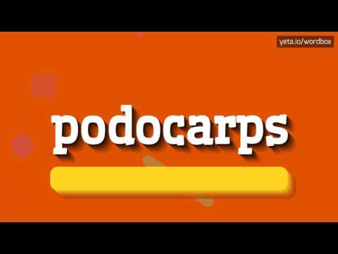 PODOCARPS - HOW TO PRONOUNCE IT!?