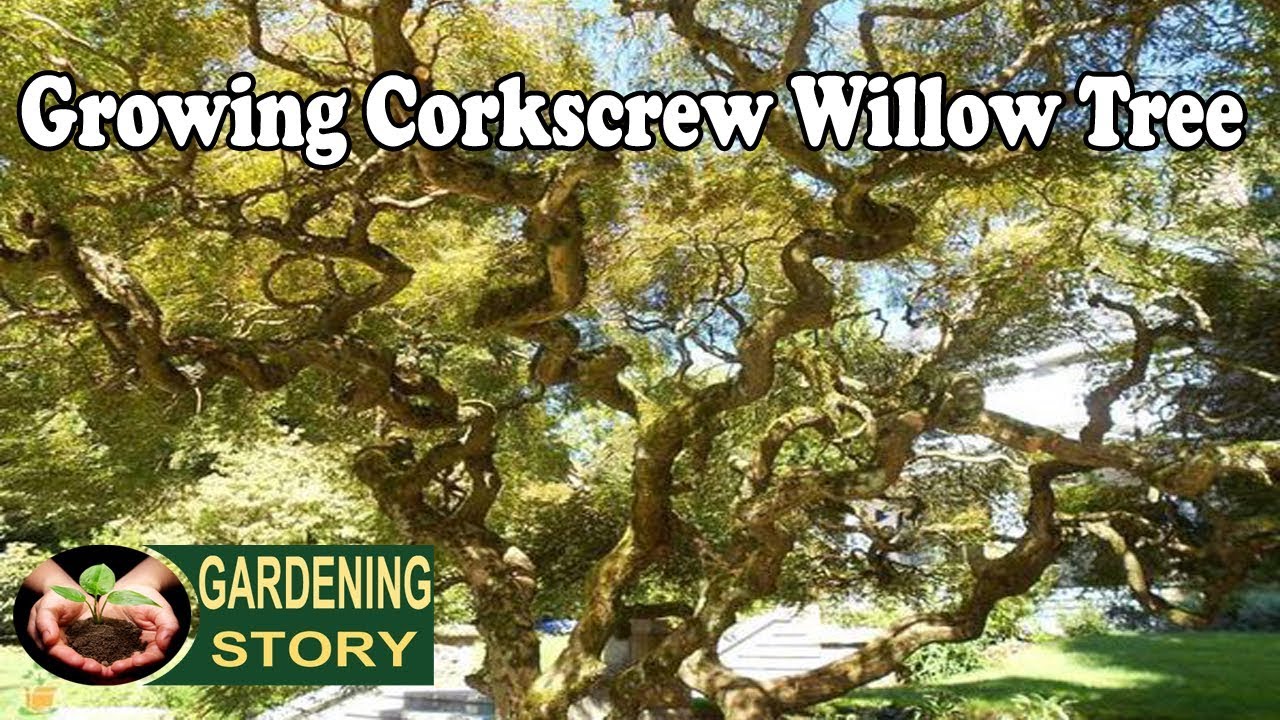 How To Grow A Corkscrew Willow Tree