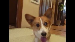 Ain't No Corgi Like A Japanese Corgi
