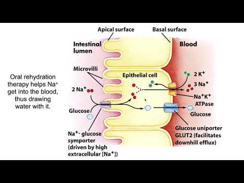 Oral Rehydration Therapy