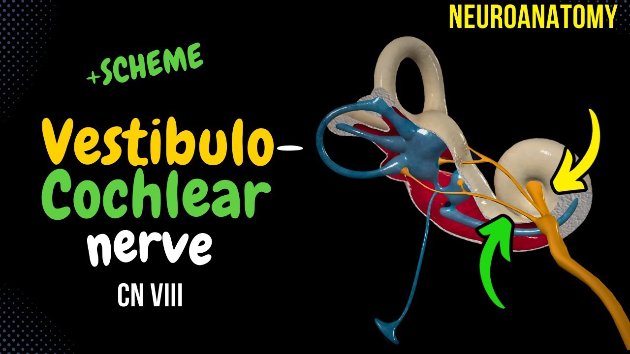 CN 8: Vestibulocochlear Nerve (Scheme, Inner Ear, Pathway) | Neuroanatomy