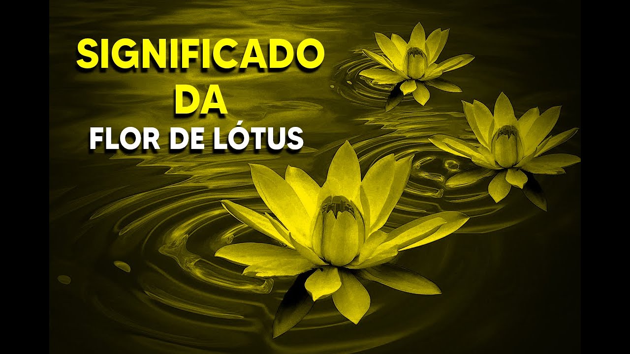 SIGNIFICADO DA FLOR DE LOTUS