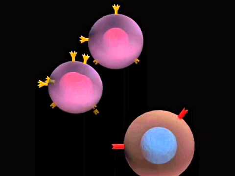 How Are B Cells Activated Animation Creator - deskgameimperia