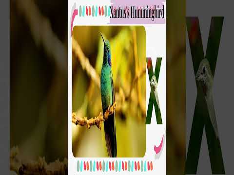 Which animal starts with alphabet X?