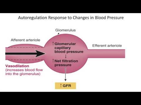 Physiology || Urinary System Natriuretic Peptides