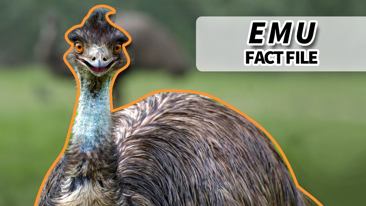 Emu Facts: They WON the GREAT EMU WAR | Animal Fact Files