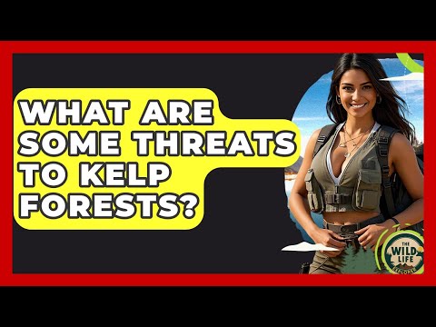 What Are Some Threats To Kelp Forests? - The Wild Life Explorer