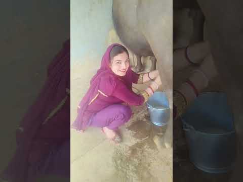 desi chora hi tne full moj krvga #haryanvisong #song #newsong π₯π₯π₯π₯π₯π₯β€οΈβ€οΈβ€οΈ