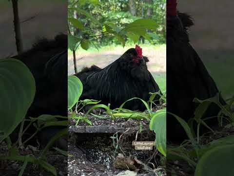 Meet Bones: The Sassy Pet Rooster. He’s A Black/ Sliver Ameraucana Chicken (mainly black) #shorts