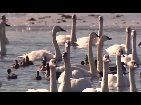 Swan Song