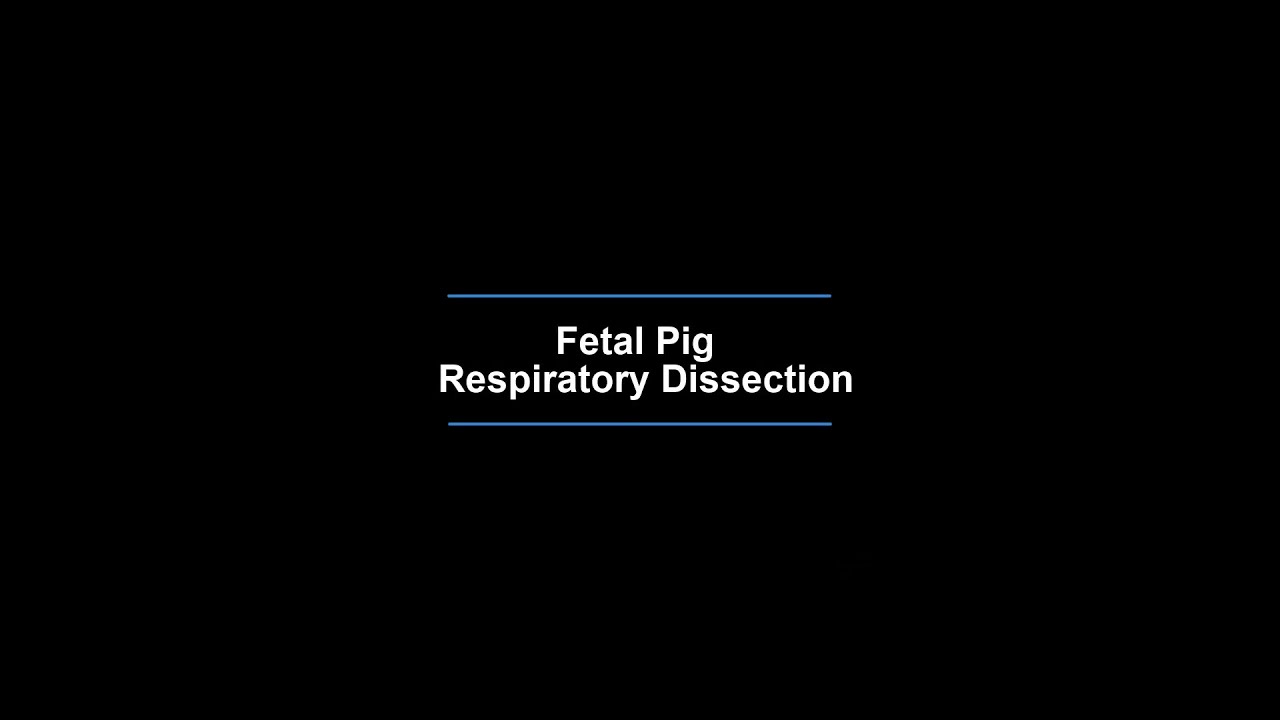 Fetal Pig   Respiratory Dissection