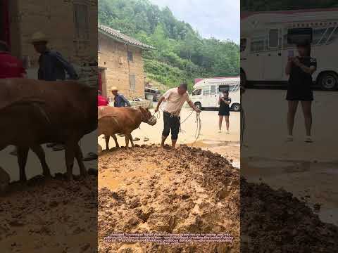 Traditional Mud House Construction! 🏠🐂 #EcoFriendlyBuilding