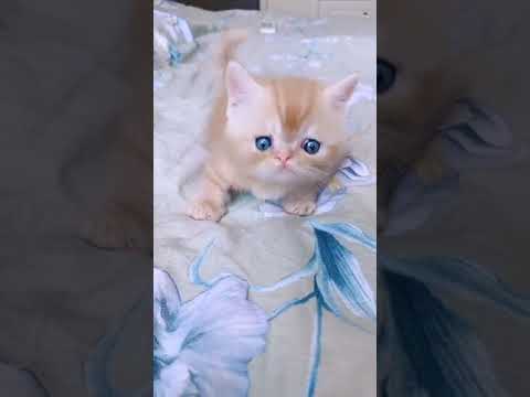 Billi ki awaaz