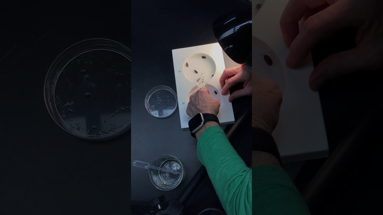Pill Bug Behavior Lab