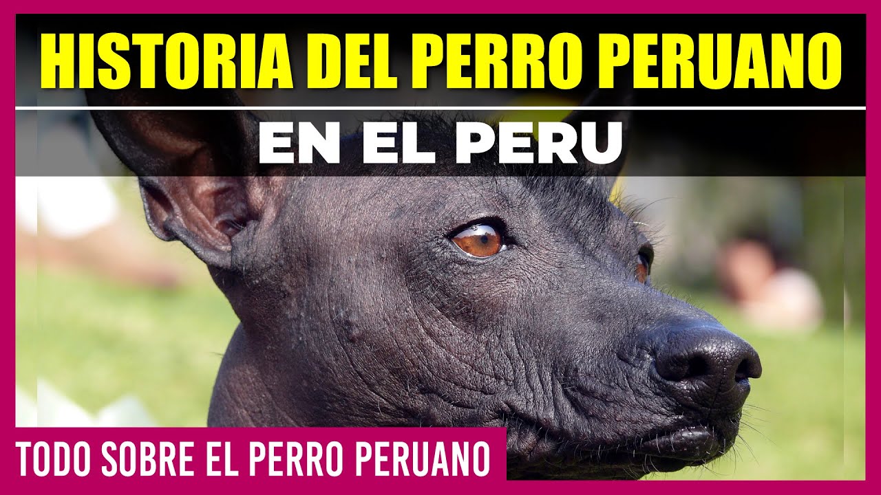 🟩 HISTORIA DEL PERRO PERUANO EN EL PERU 🟩 PERRO PERUANO SIN PELO | TODO SOBRE EL PERRO PERUANO