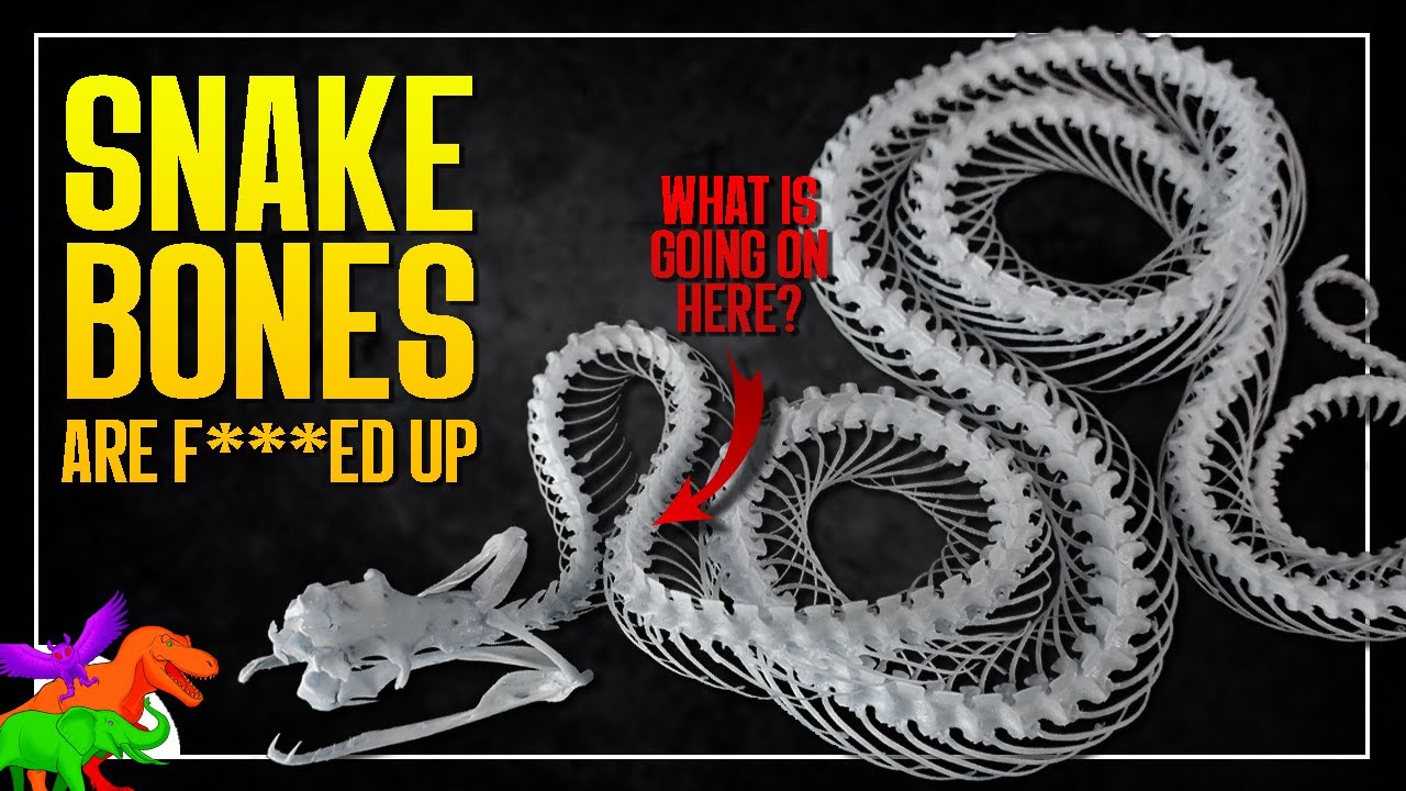 The Utterly Bizarre Skeletons of Snakes | BUSTED BONES