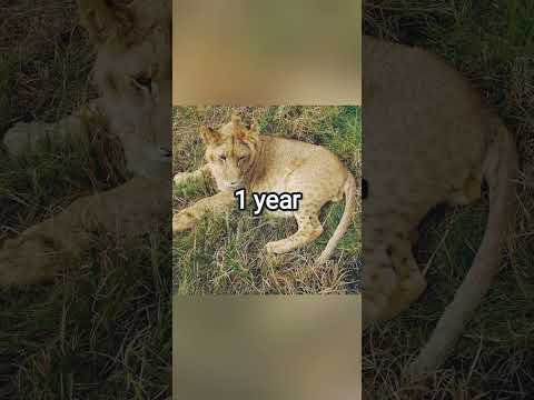 lion cub growth 1 day to forest kingππ