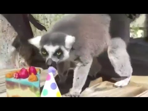 Inside look at how zoos care for animals during coronavirus pandemic