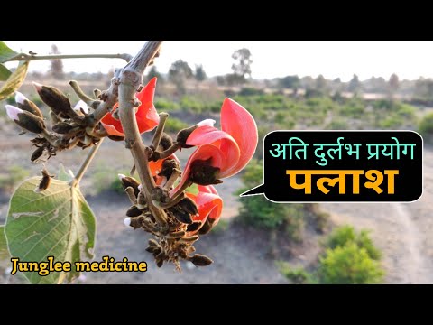 Butea Monosperma - Parrot Tree Latest Price, Manufacturers & Suppliers