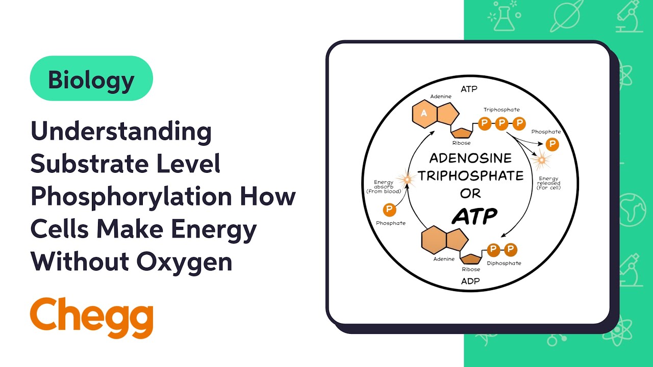 Understanding Substrate Level Phosphorylation How Cells Make Energy Without Oxygen